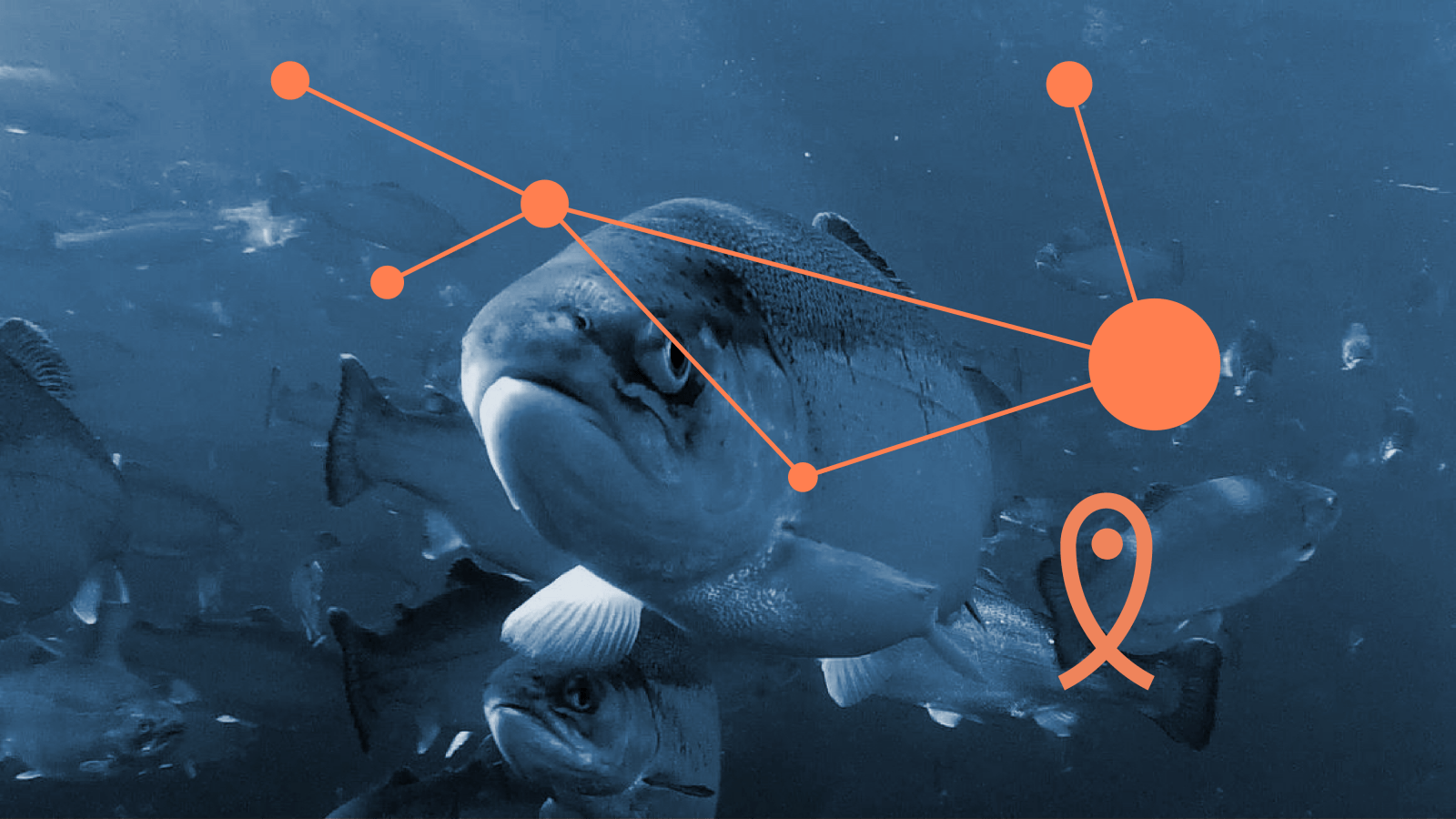 Seapoint - NCE Seafood Innovation