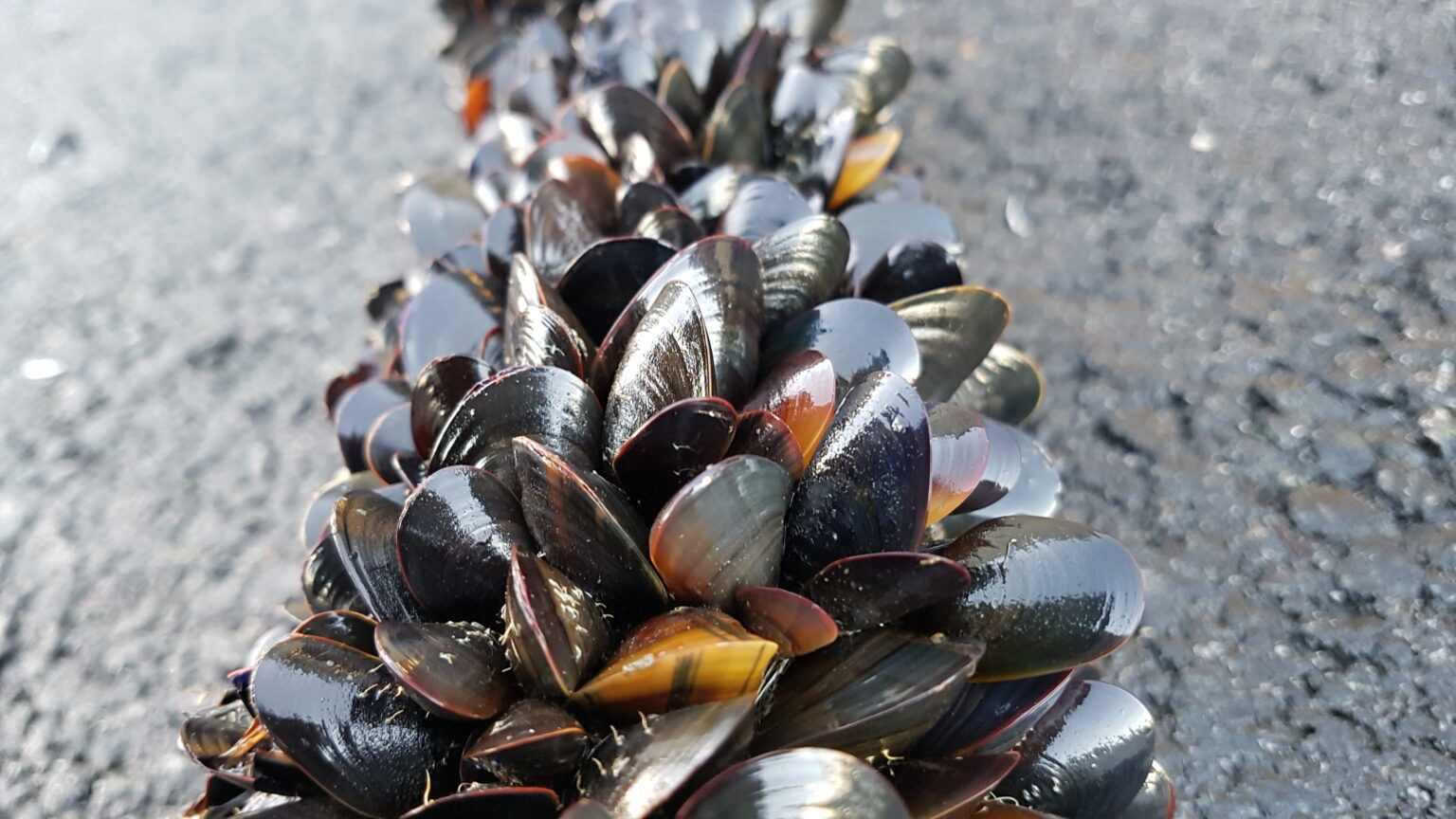 Skal teste blåskjell i kyllingfôr — NCE Seafood Innovation