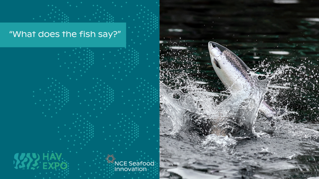 "What does the fish say?" – NCE Seafood