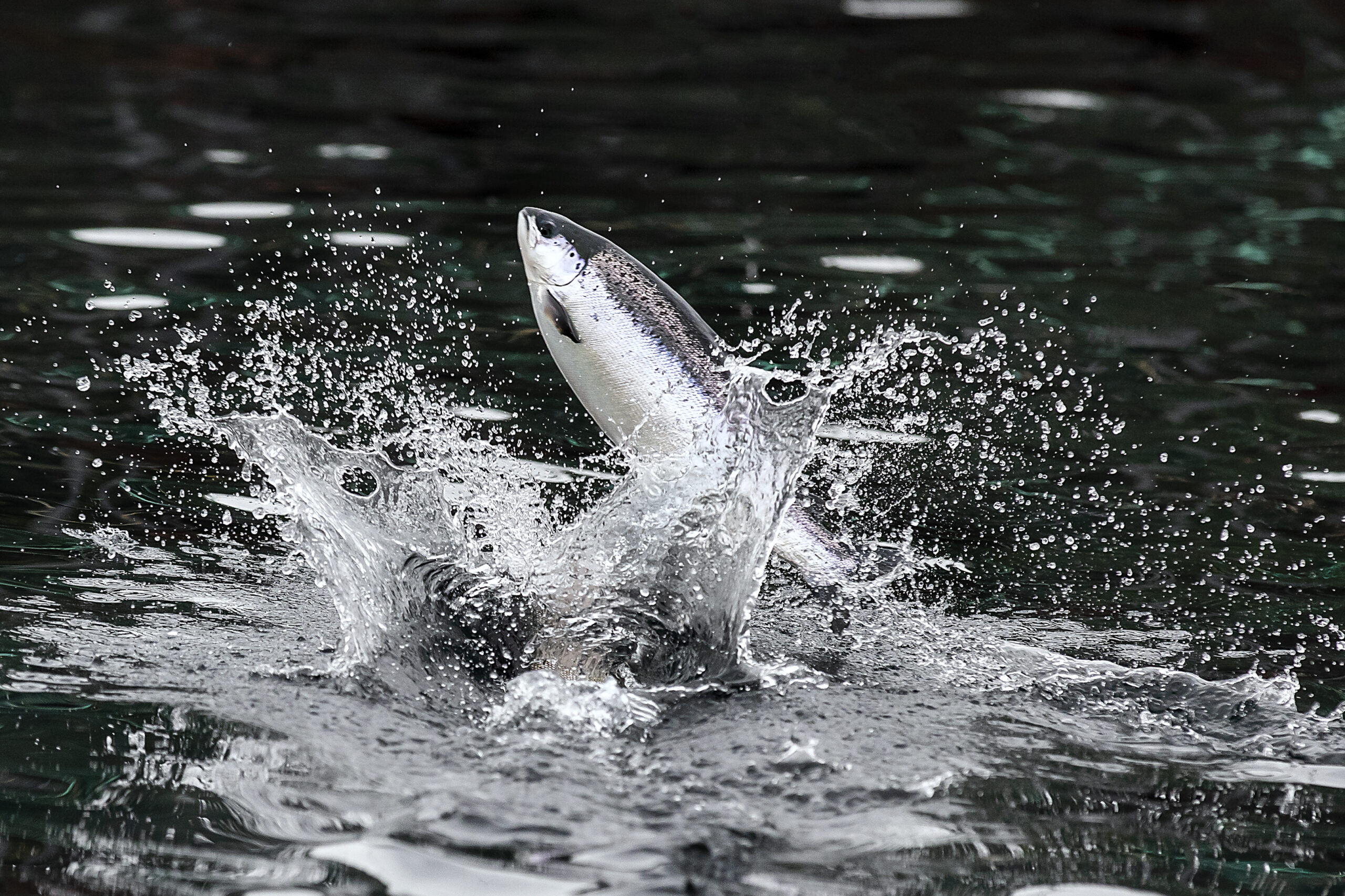 Digital classification of quality data in slaughtered fish — NCE ...